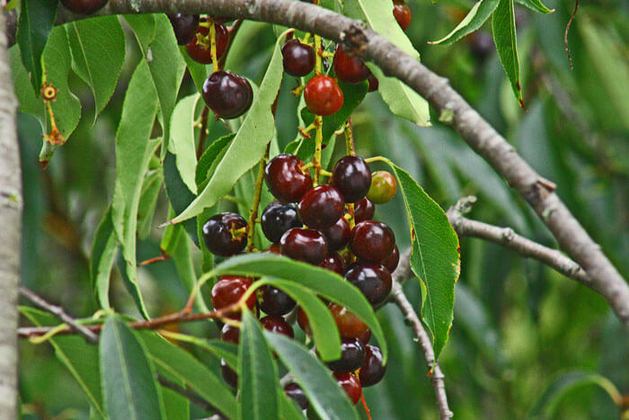 Capulí funda x 1.1 libra – Alimentos Madre Tierra